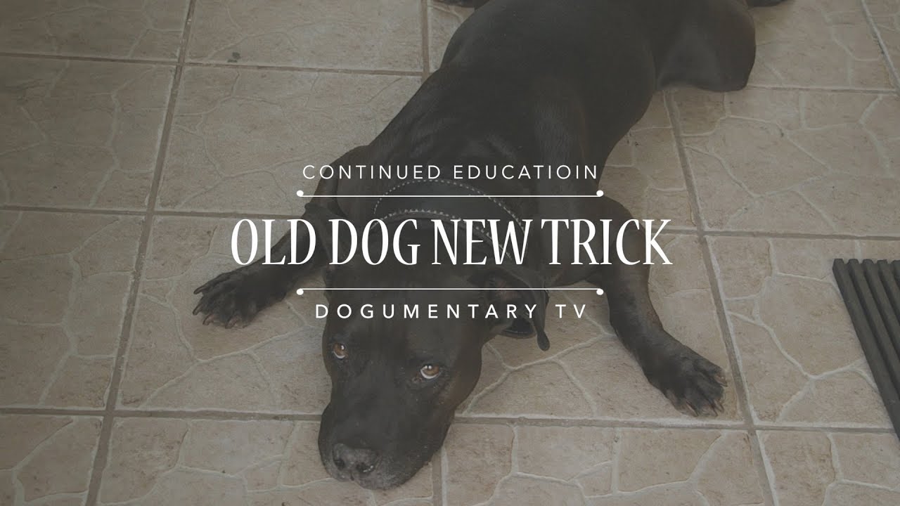 Teaching my old dog a new trick