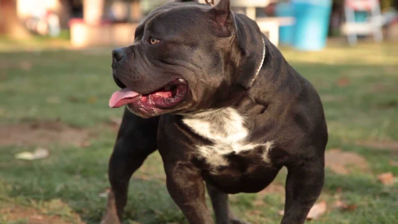 American bully - Blue Beatle