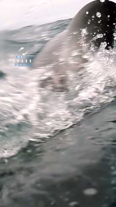 Great white shark catches the bait handler out #greatwhite