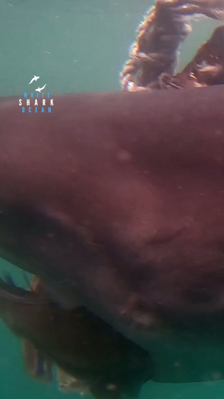 Great white shark clamps the bait with razor sharp teeth