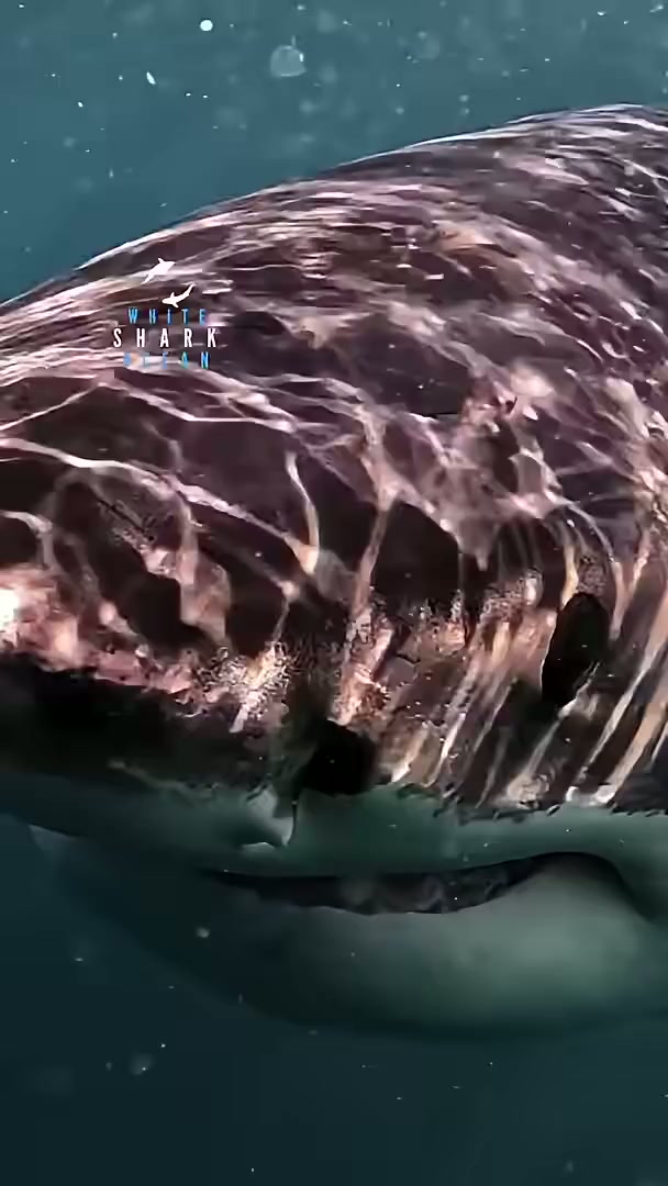 Big great white in New Zealand