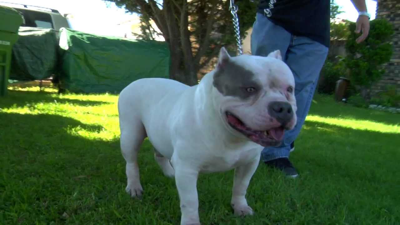 American bully - one drop