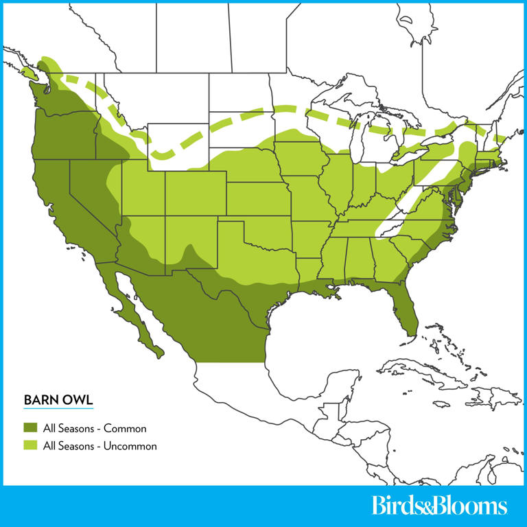 American barn owl: Ghostly bird of prey