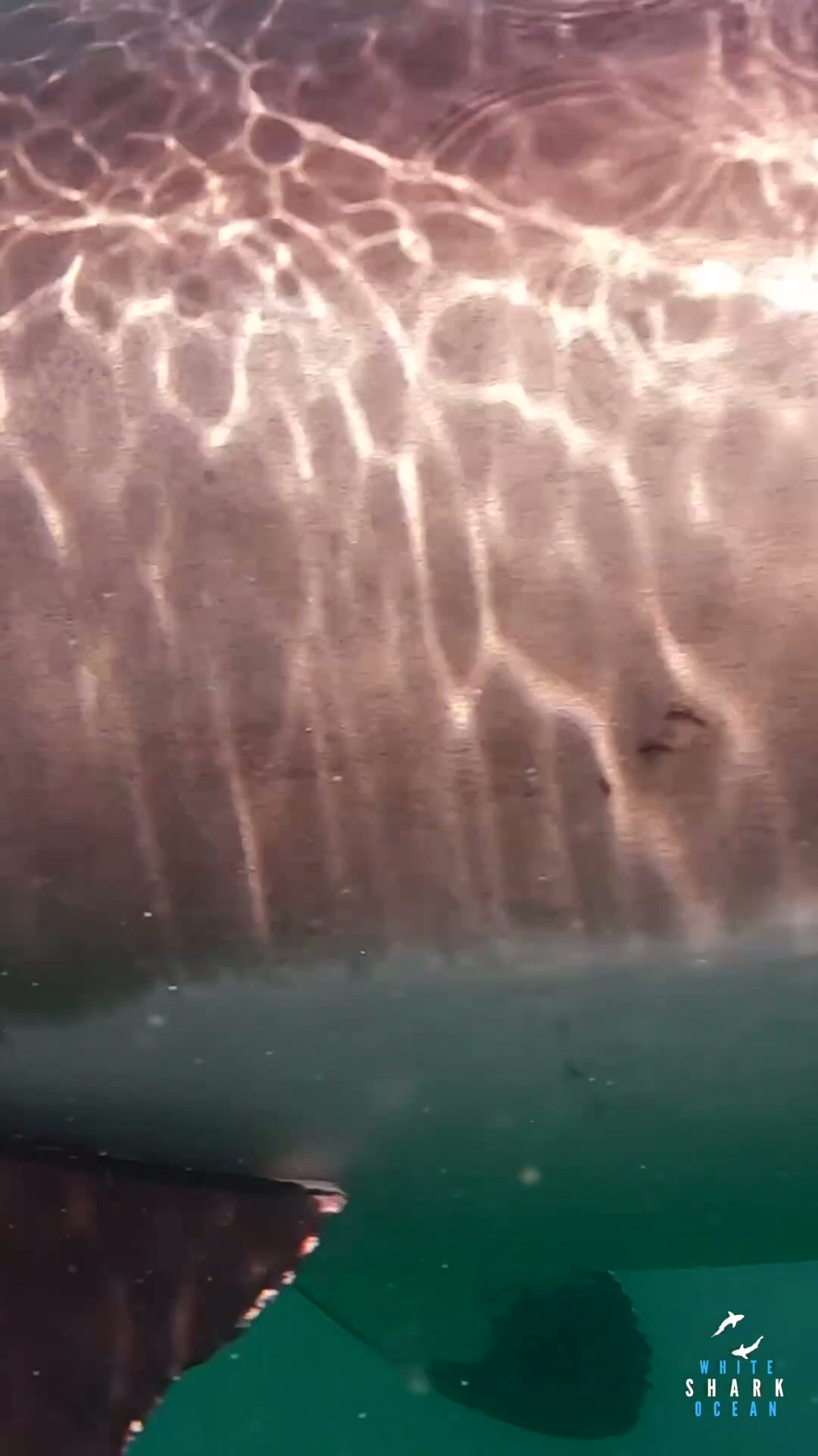 Great white lunges head on