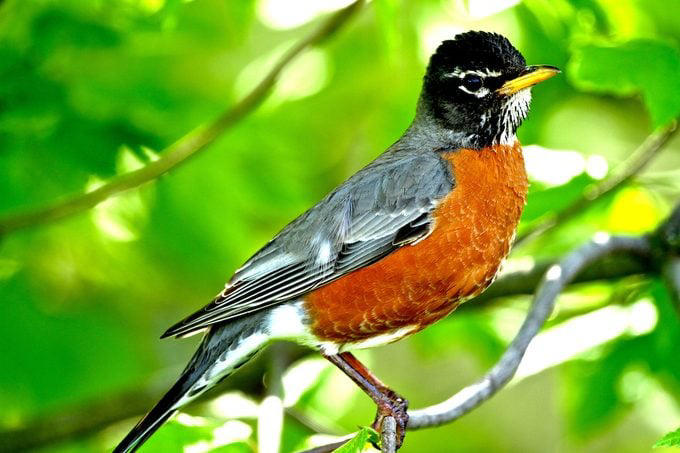 All about the American robin