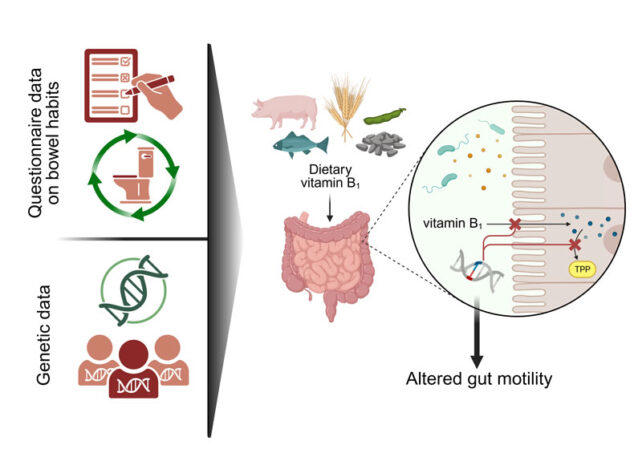 Boosting one vitamin may have a surprising effect on your poop schedule
