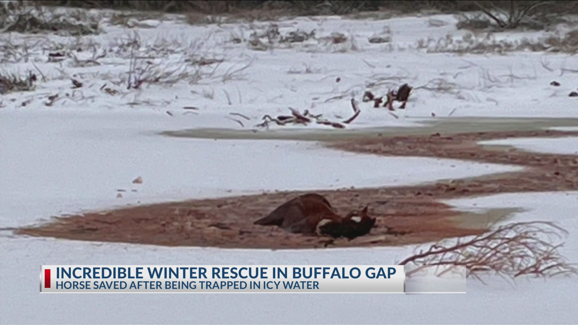 ‘What a fighter’: Horse rescued from frozen stock tank in Buffalo Gap