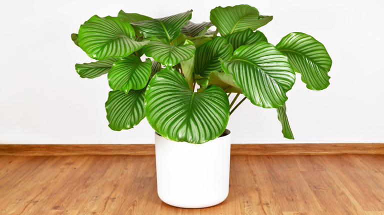14 plants that will survive living in your low-light kitchen