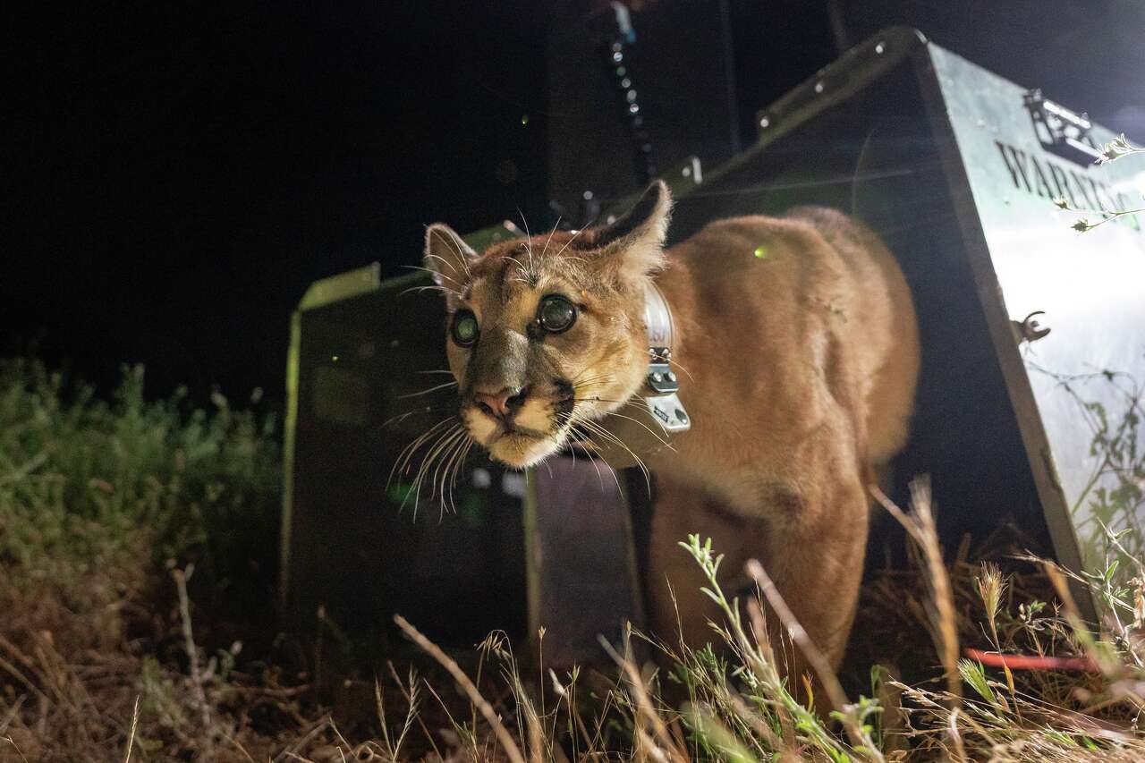 Mountain lion seen in San Francisco's Pacific Heights