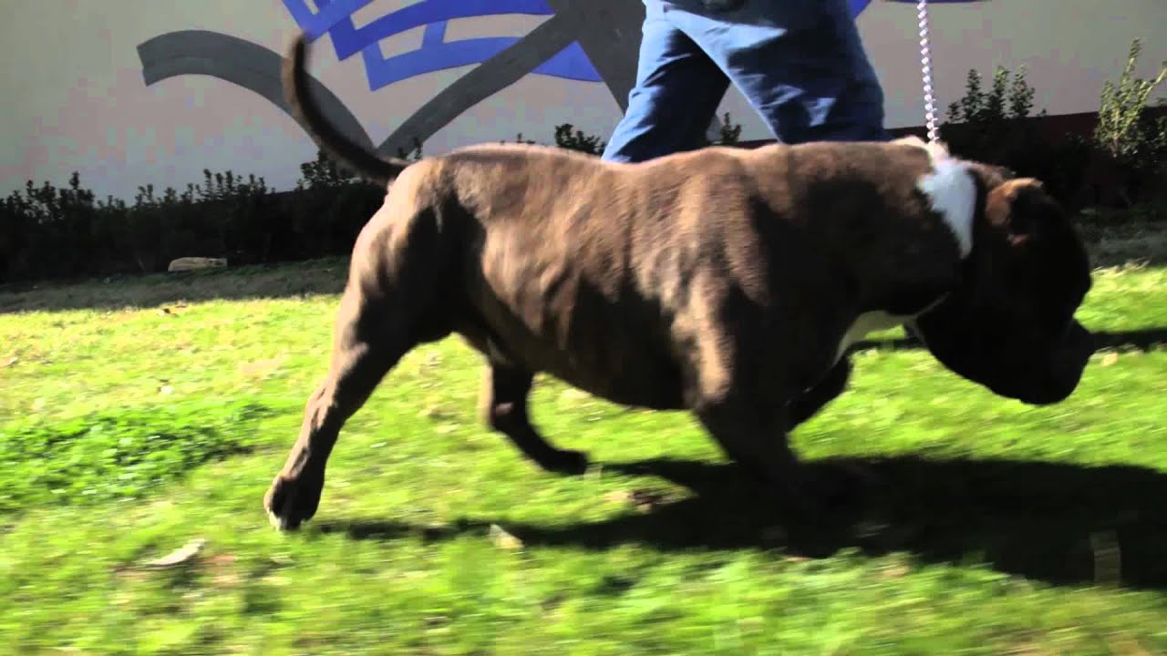 American bully - little sphinx