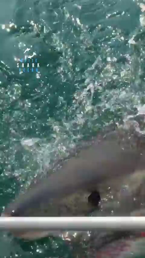 Big Great White Sharks Head Out Of The Water