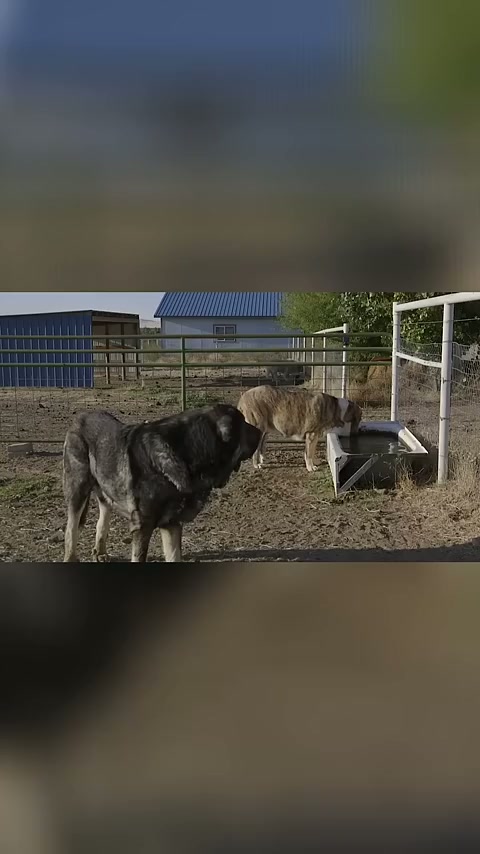 These amazing dogs protect farm animals better than traps!