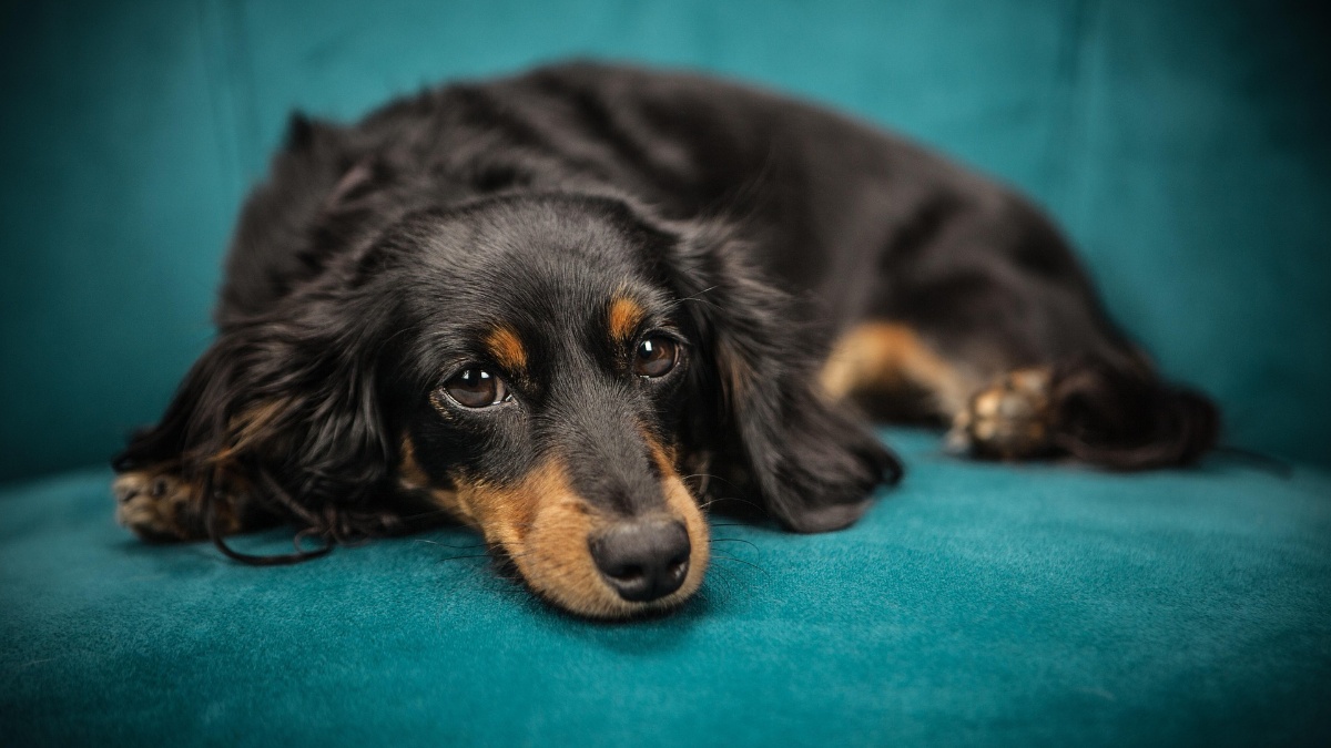7 behavior problems dog owners face and how to correct them