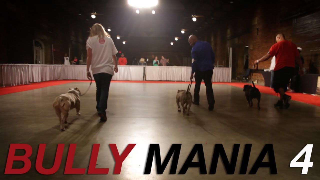 American Bully Show - Bully Mania 4 Show Three