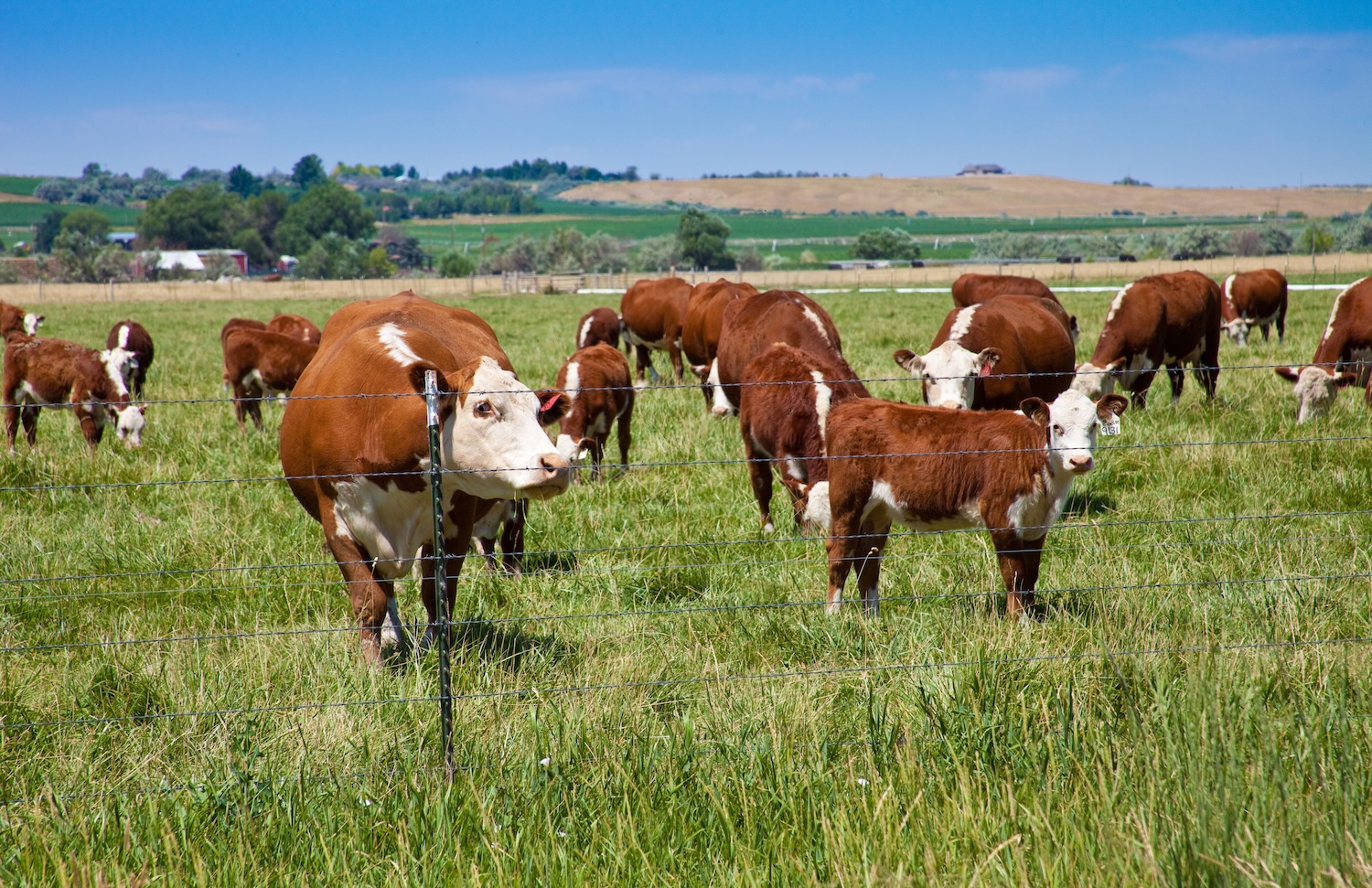 Cattle led ID ag commodities in 2025, despite environmental costs