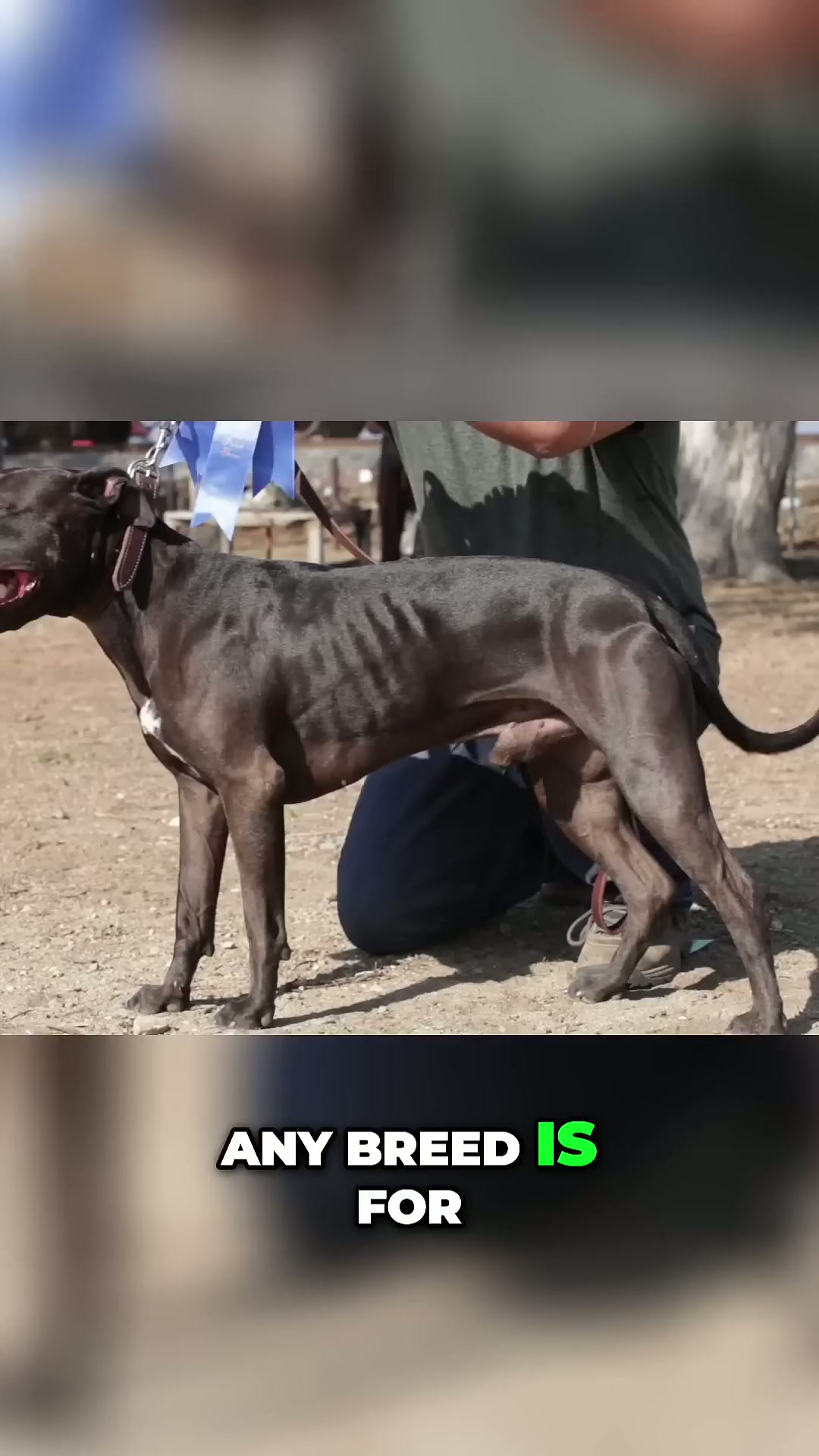 Pit bull popularity exposed the shocking truth behind its future