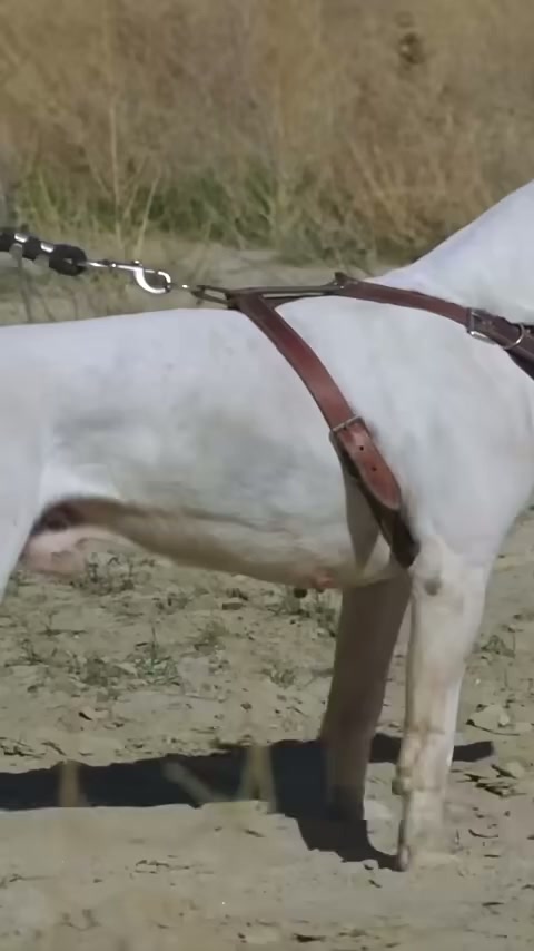 Dogo Argentino expert reveals the surprising truth about coyote encounters