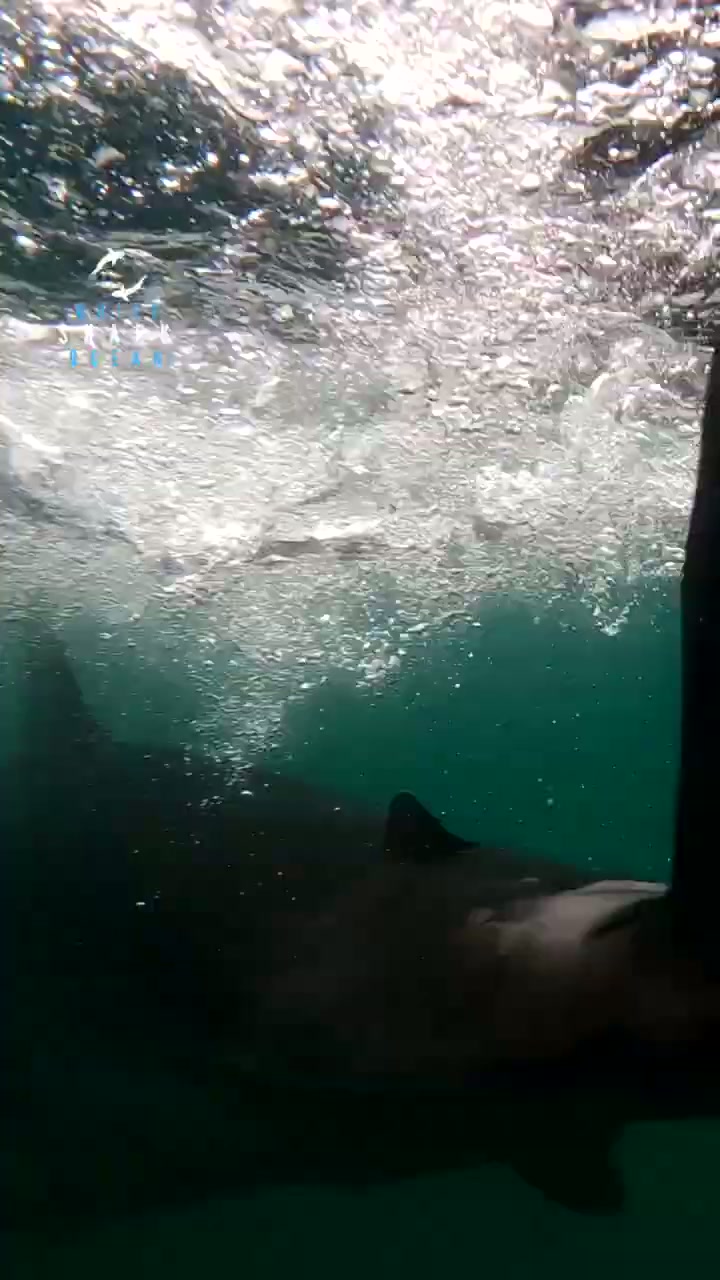 Great white shark shows rows of teeth