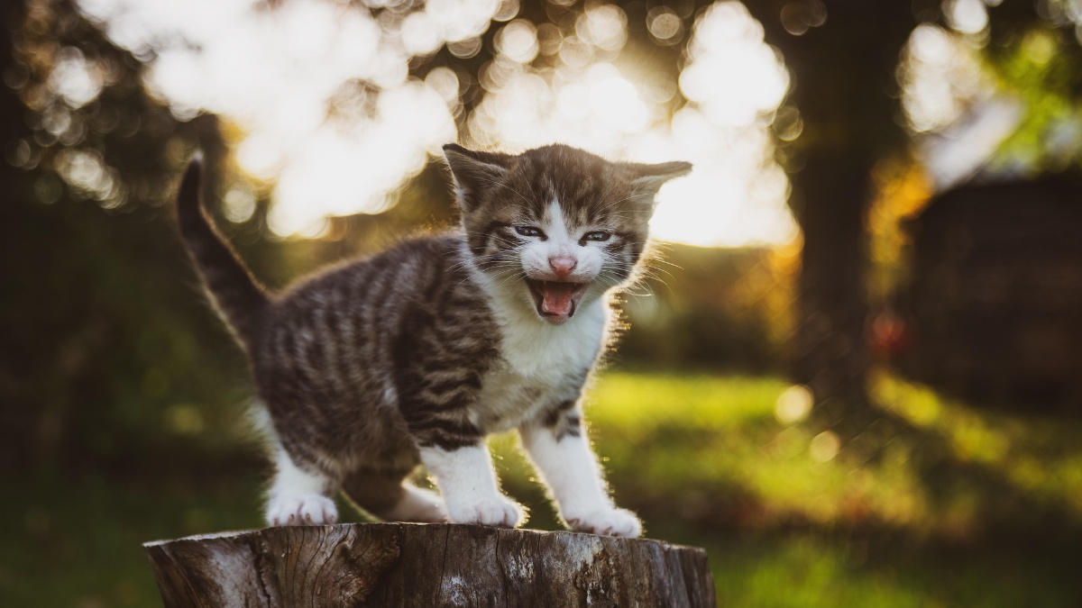 10 subtle signs your cat is genuinely happy and not just putting up ...