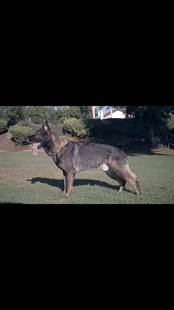 Surprising facts about Dobermans and German Shepherds!