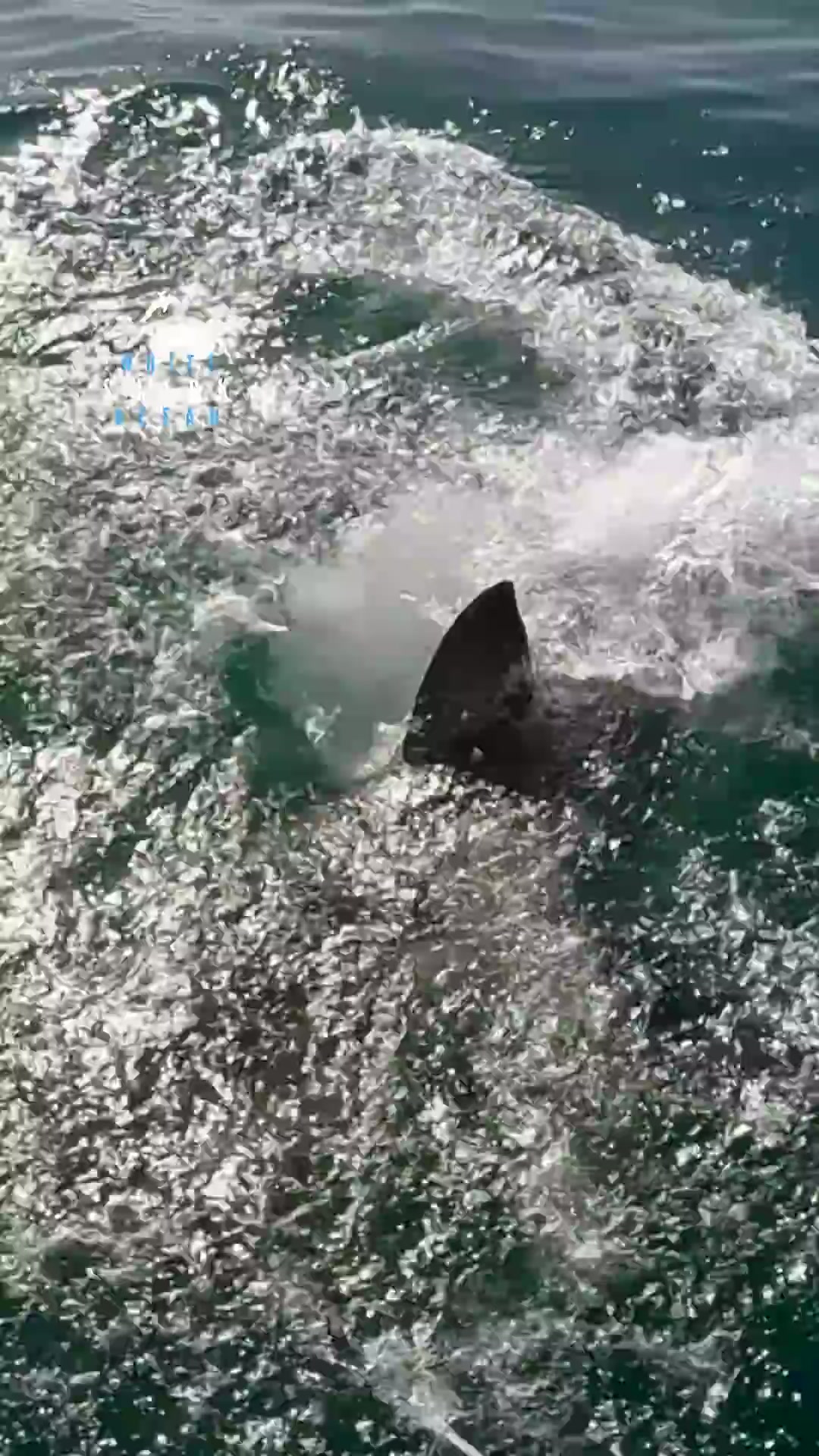 Surprise ambush by great white