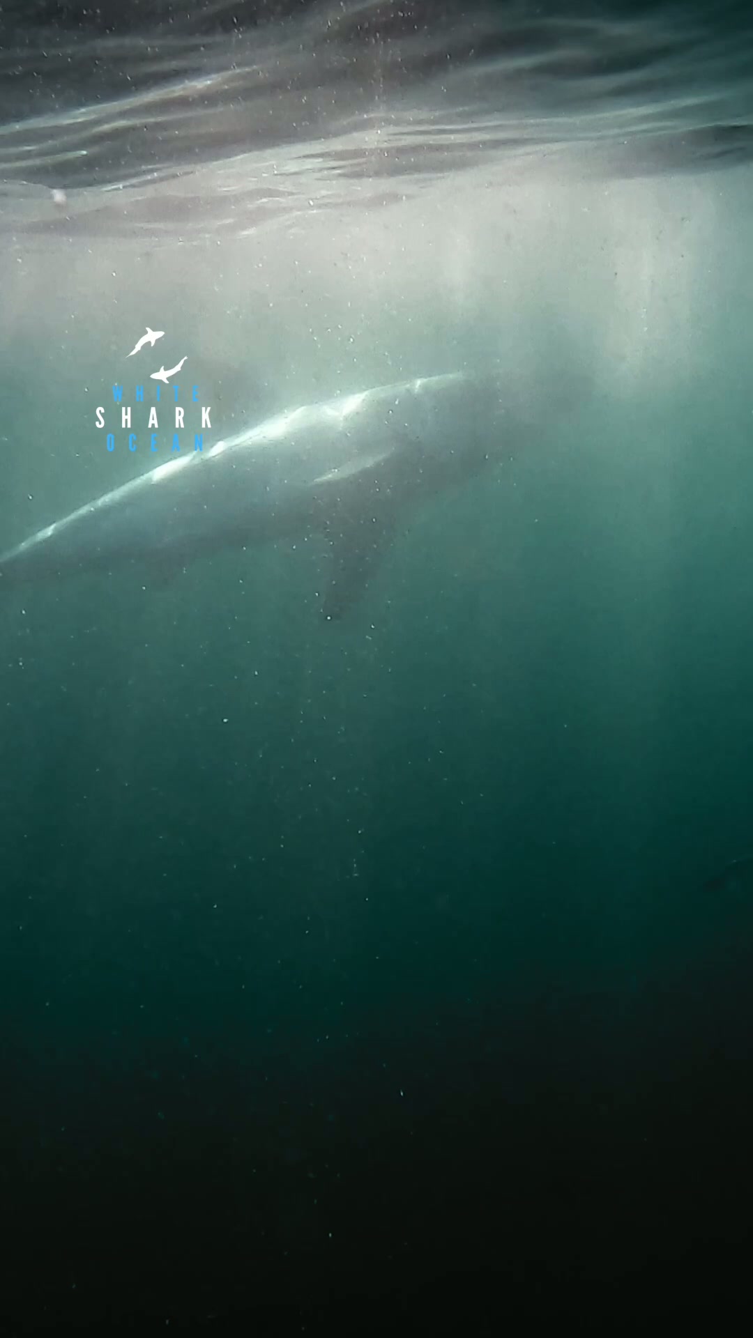 Great white shark keeping an eye on the boat