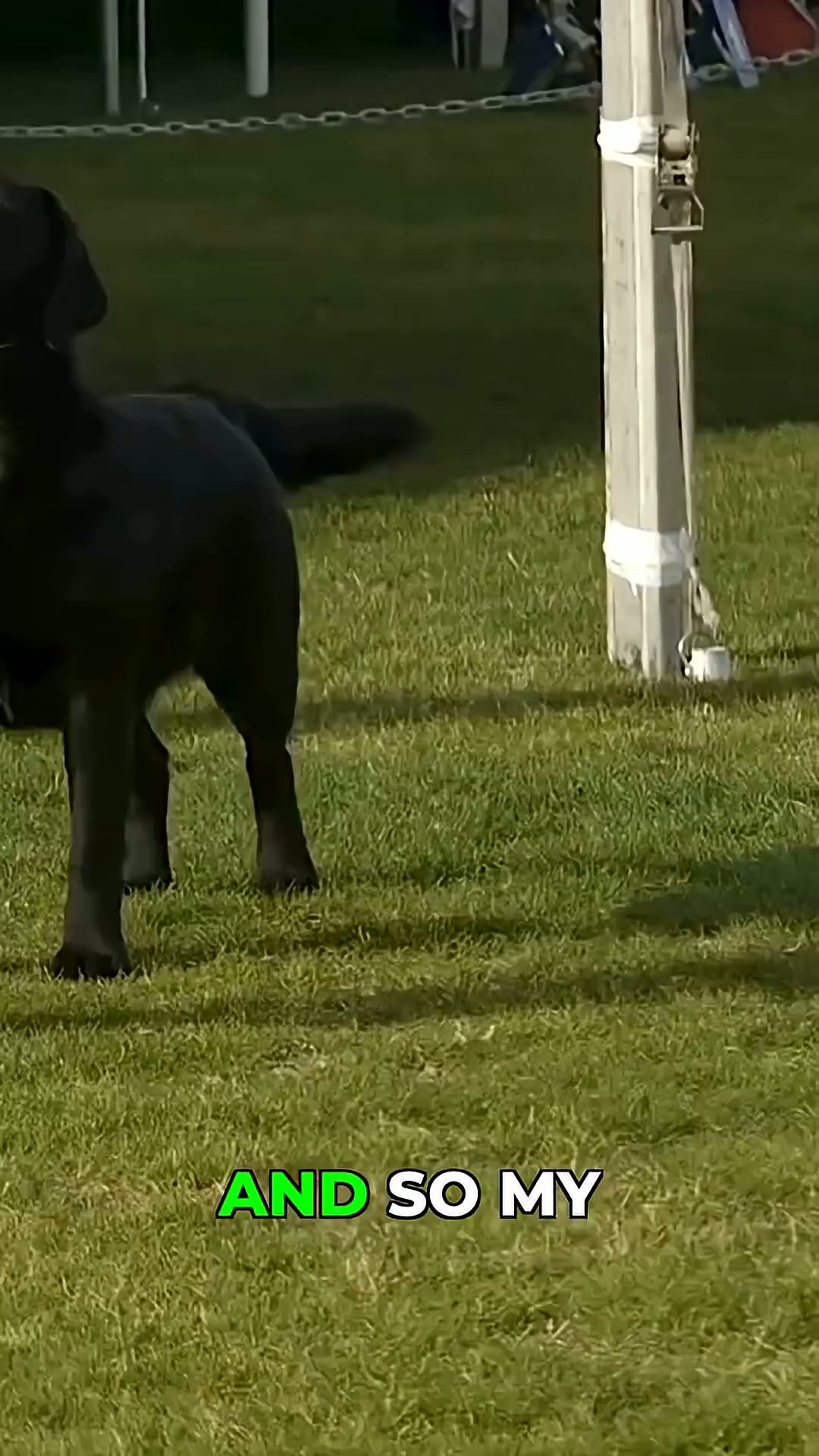 The secret to Labrador grooming (it's a joke!)