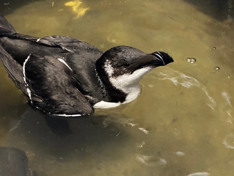 Rare seabird rehabilitated in Crystal Coast following shark bite