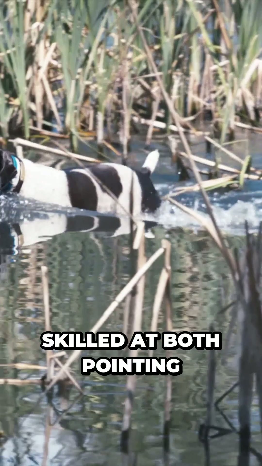 Discovering the unknown side of bird dogs