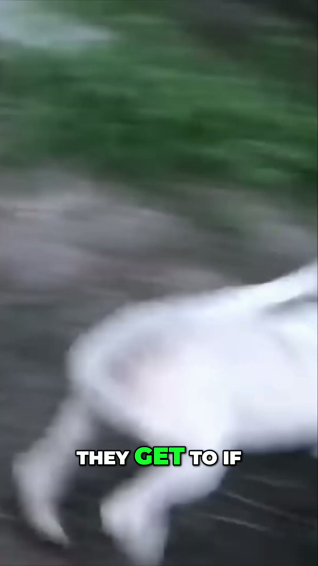 Training young pups for epic Texas hunts!