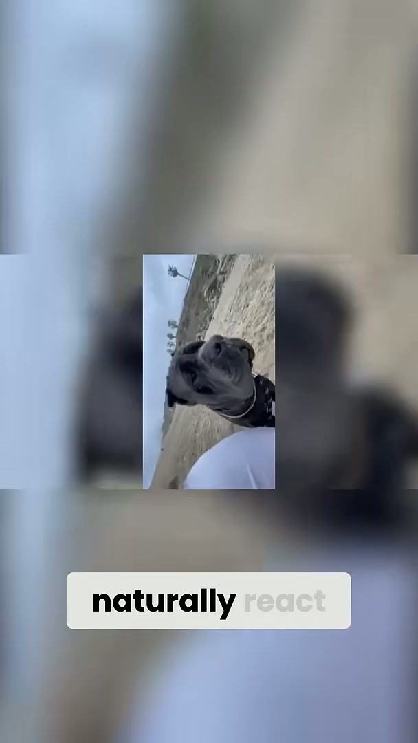 Cane Corso beach meetup safe play for big dogs