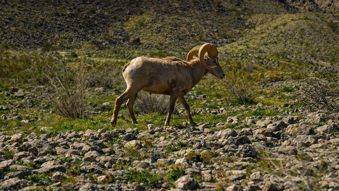 Bighorn sheep in the rocky wilderness