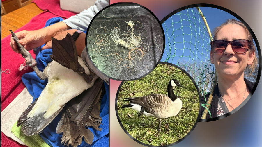 'Watched it suffer': Fishing line is suffocating geese in Tulare County ...