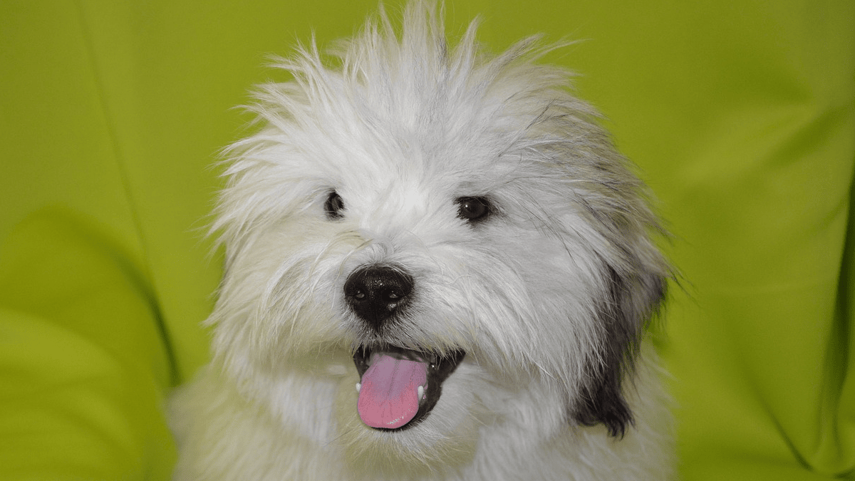 Your dog wants you to know he chose you as his special person by doing ...