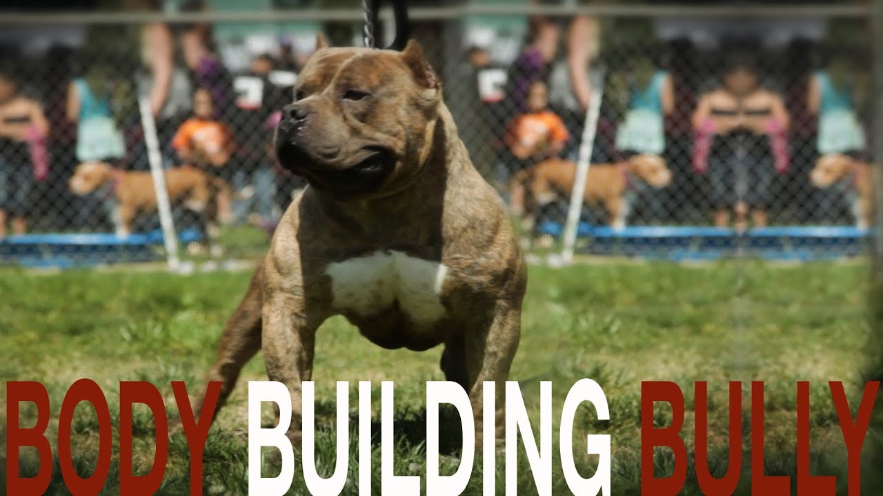 American bully - Heathen