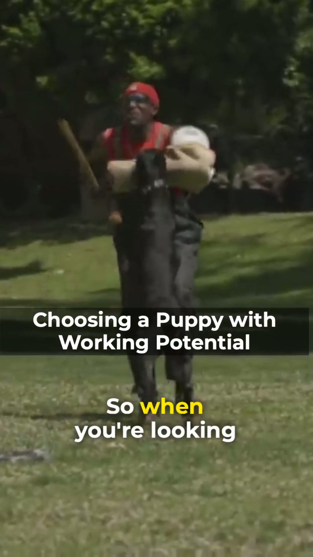 Choosing a puppy for working potential