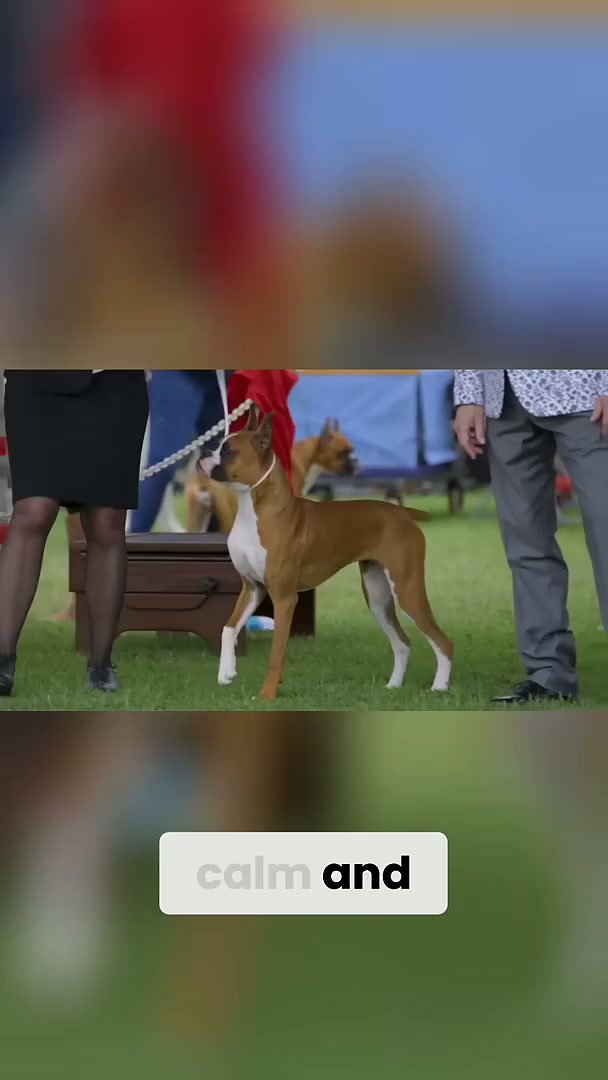 Discover the perfect dog breed: loyal, energetic, and friendly