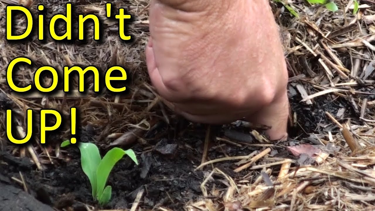 They didn't come up! Corn replanting seedlings