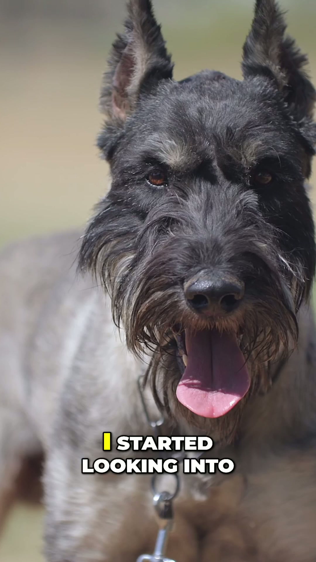 The quest for the perfect giant schnauzer