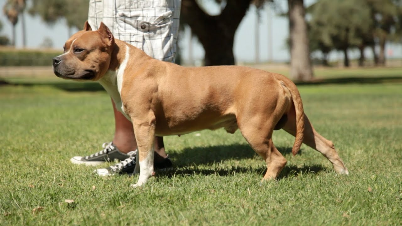 American bully - Crush