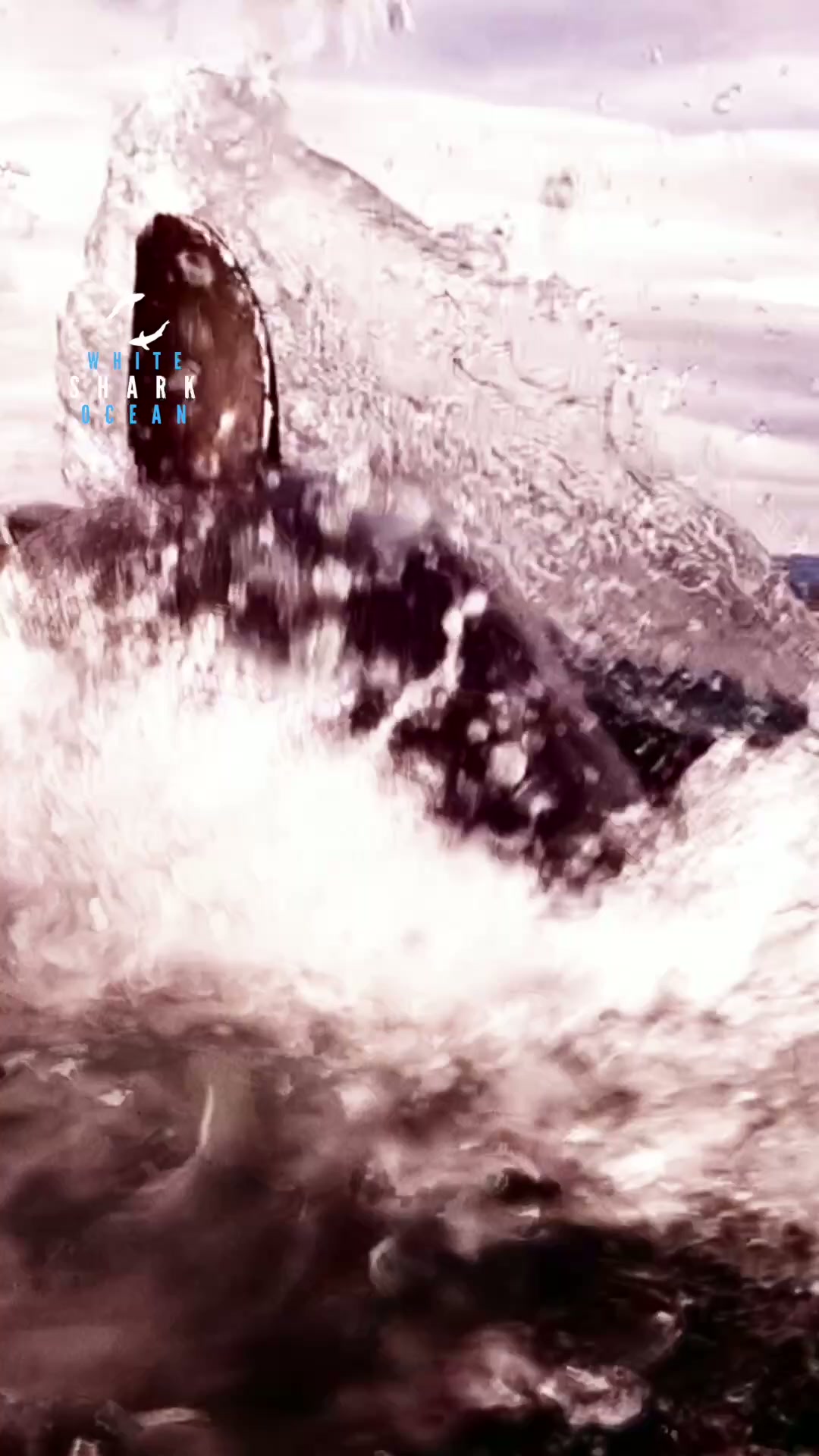 Great white shark crashes through the surface