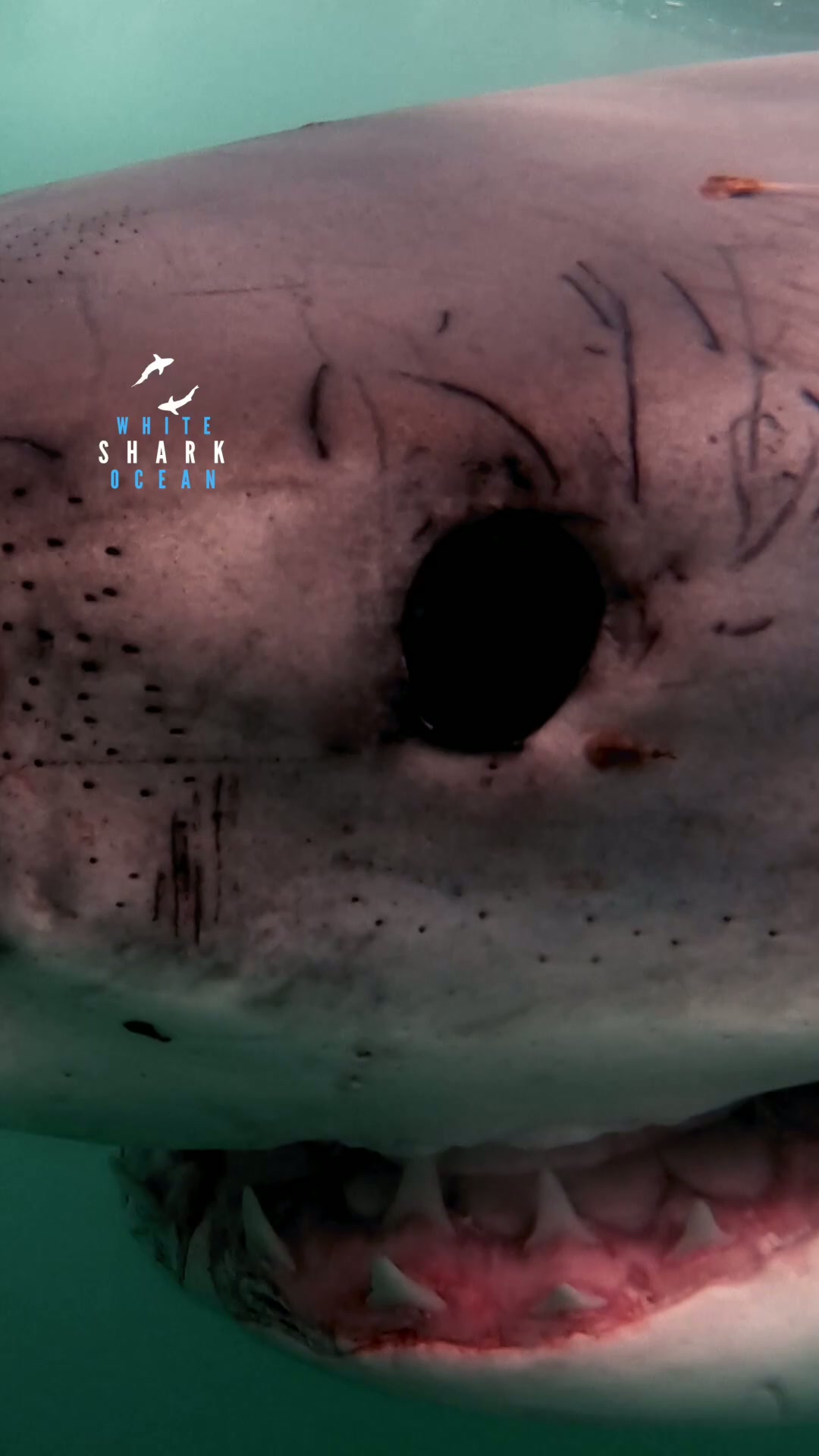 Great white shark covered in scars