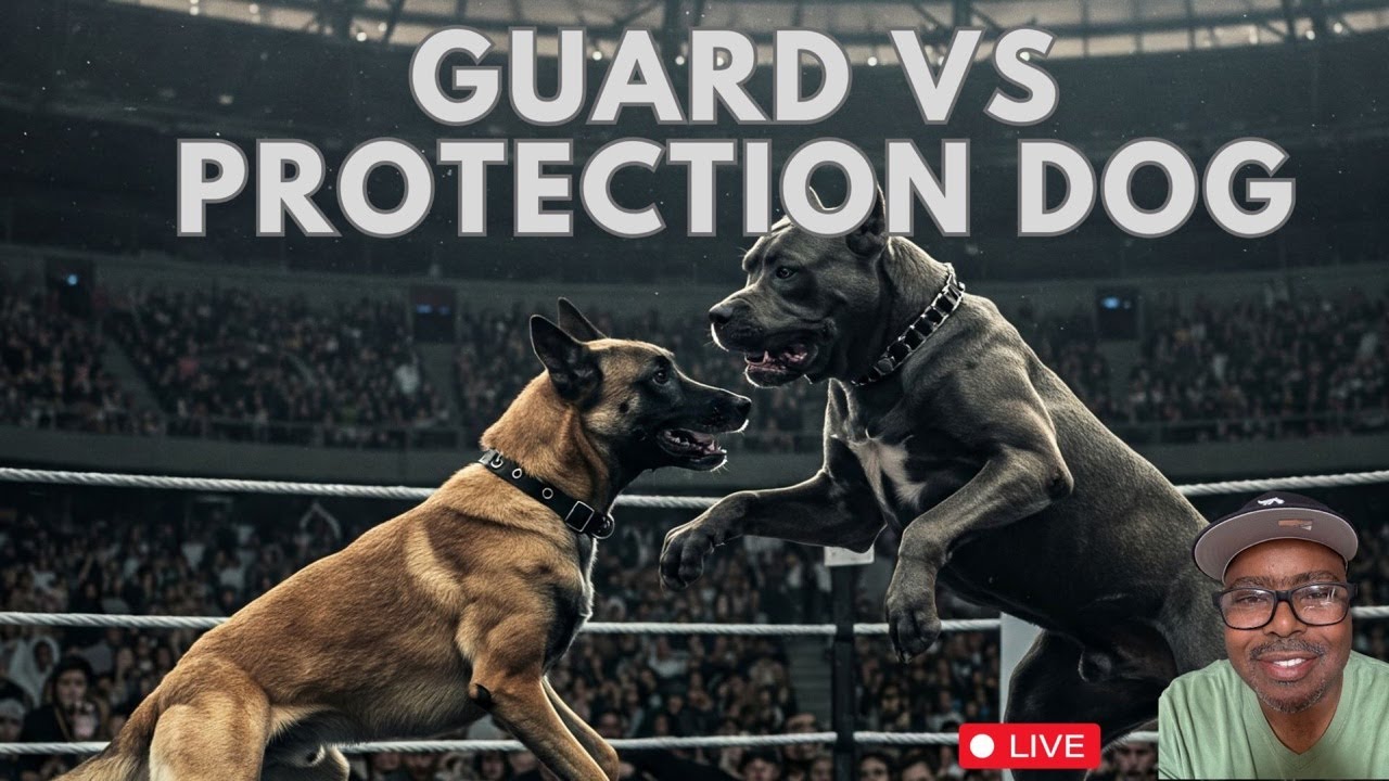 Guard vs protection dog