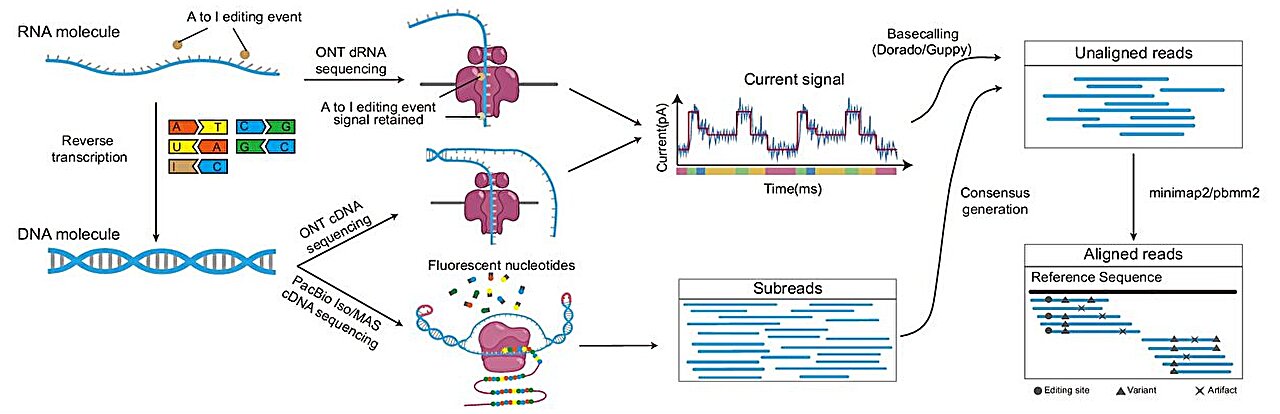 Deep-learning algorithms enhance mutation detection in cancer and RNA ...