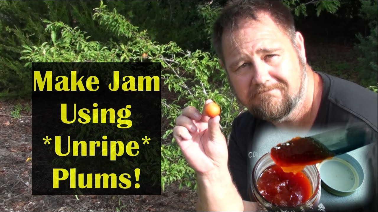 Make plum jam from unripe fruit!