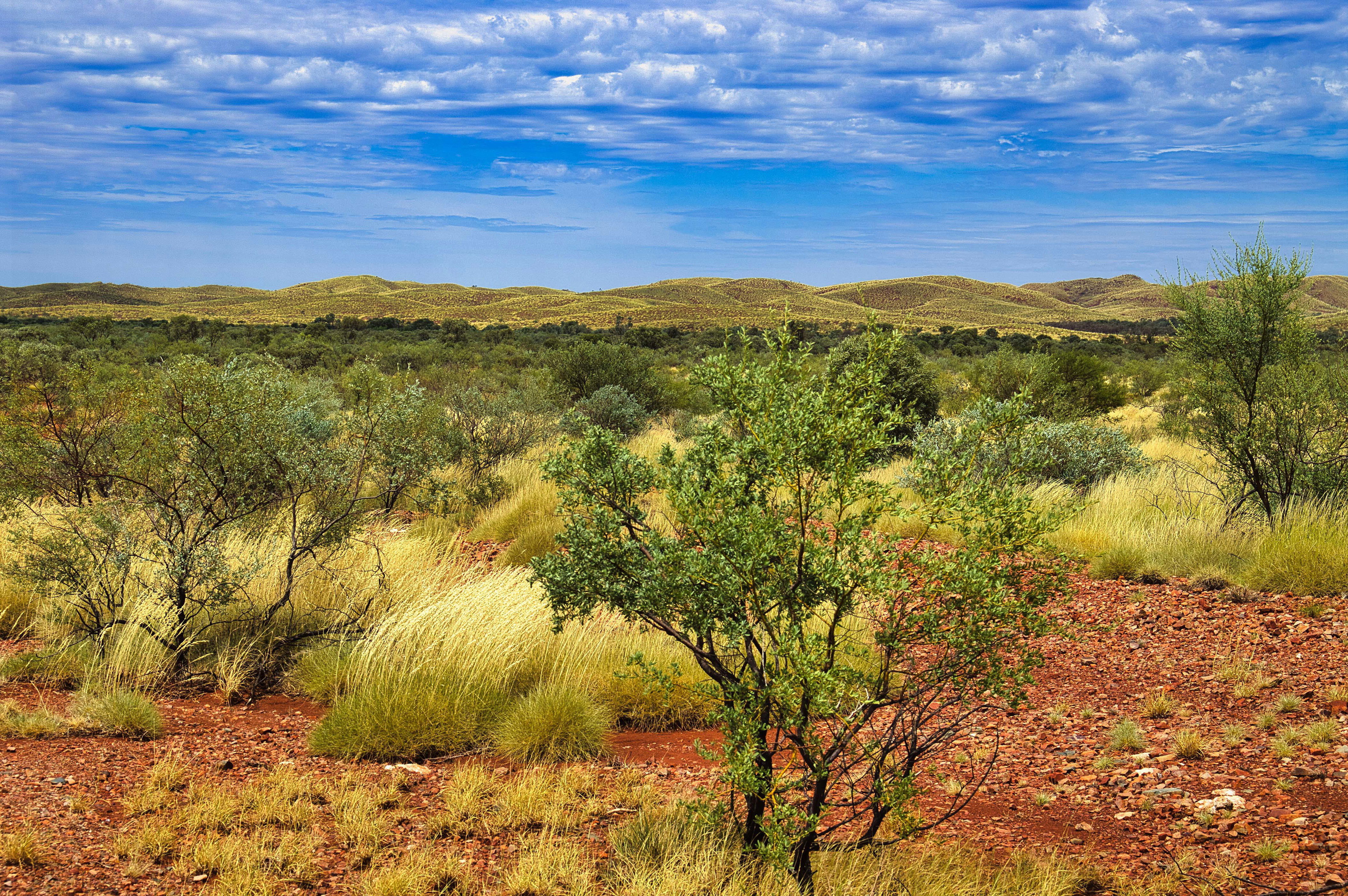 One of Aussie outback's last strongholds against cane toads to fall