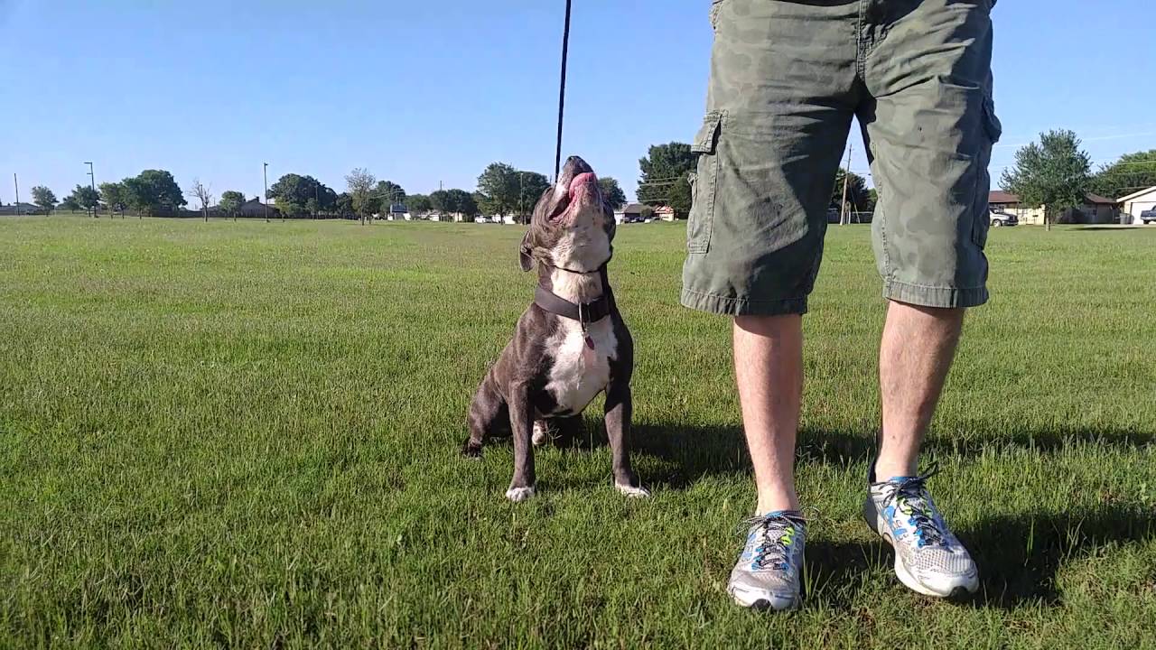 American bully - Ozzy