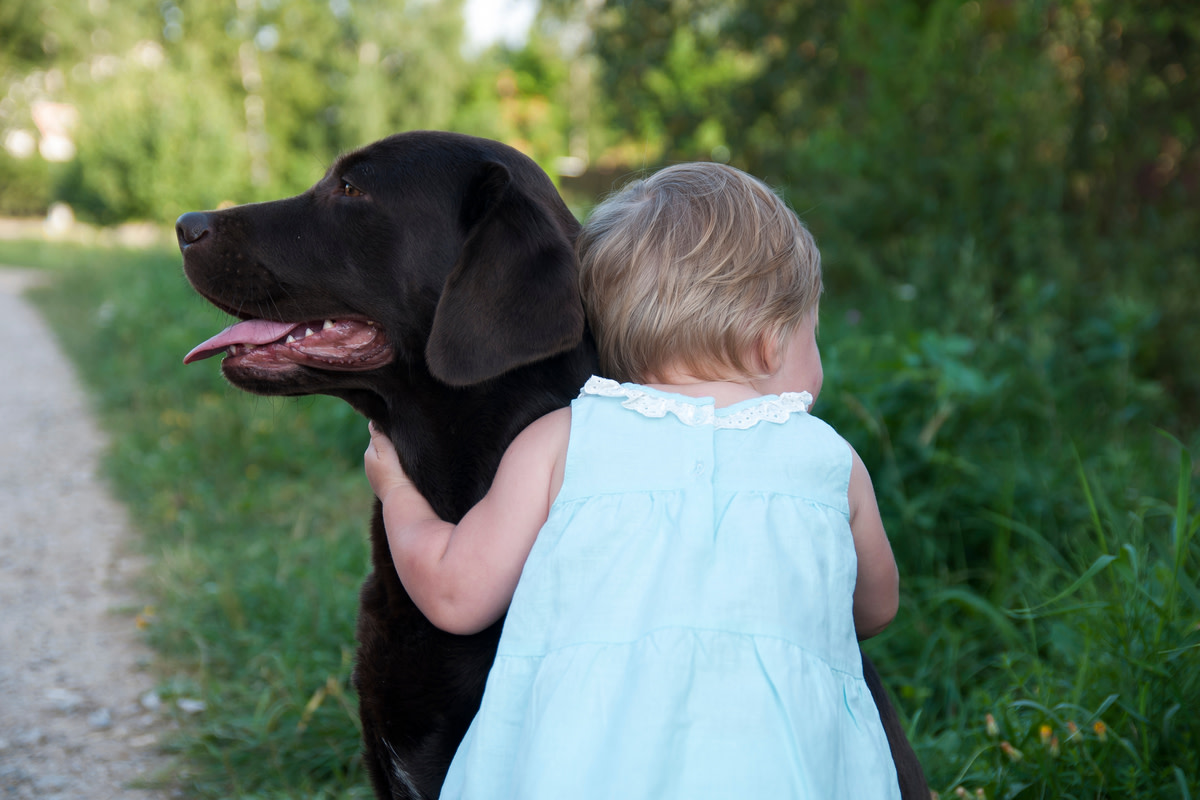 Chocolate Labrador claims human infant as 'her baby' after falling head ...