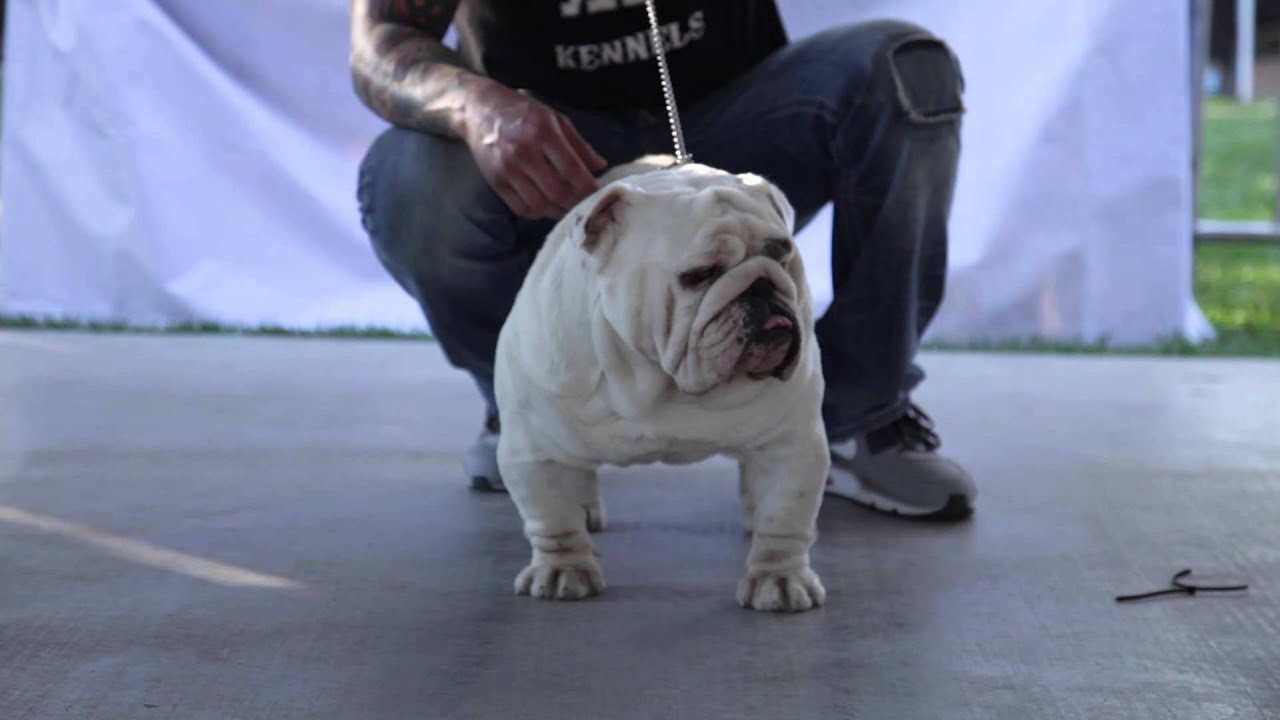 IBKC fun show - people's choice