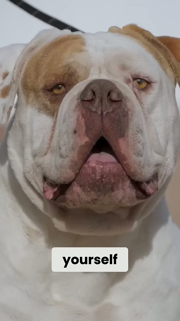 Why this bulldog breeding method creates perfect guard dogs!